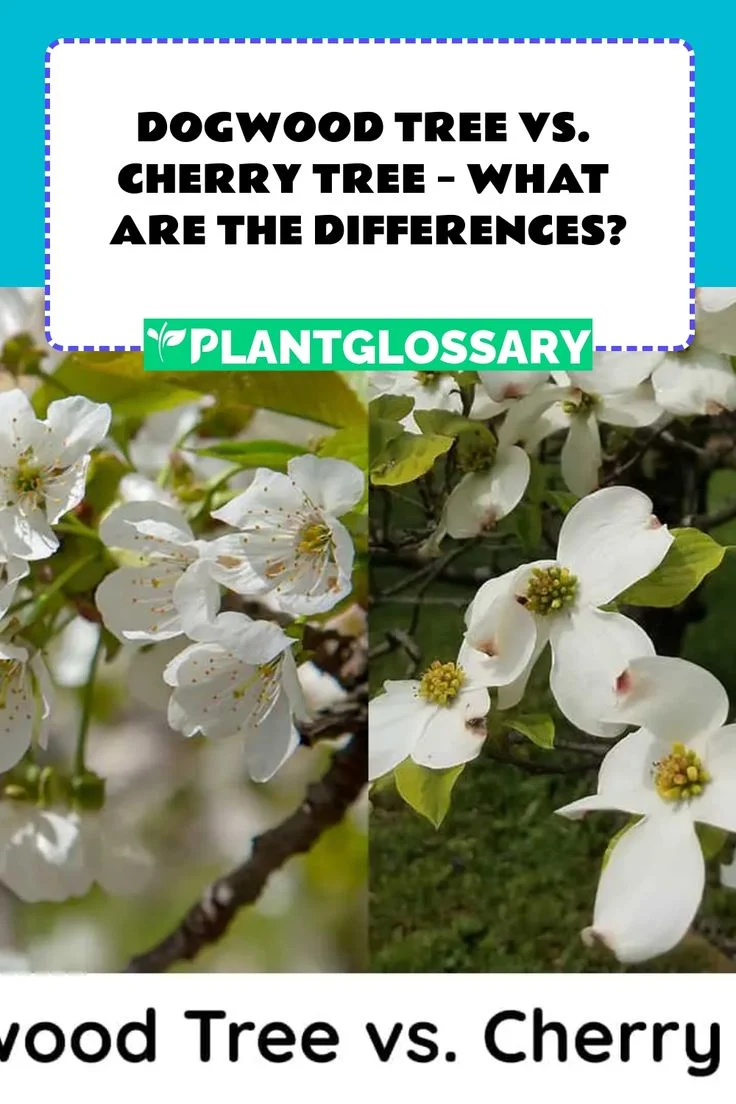 Serviceberry vs Dogwood: Choosing the Perfect Landscape Tree for Modern ...